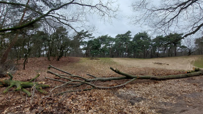 De Zandberg in Meterik gaat terug naar oorspronkelijke open karakter